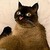 Suki-da-cat - Hobbyist, Digital Artist | DeviantArt