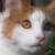 Swifty-Kitty User Profile | DeviantArt