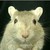 thebeastygerbil User Profile | DeviantArt