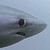 TimidShark - Hobbyist, Writer | DeviantArt