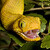 yellow-adder User Profile | DeviantArt