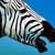 Zebra-Fan-Club | DeviantArt